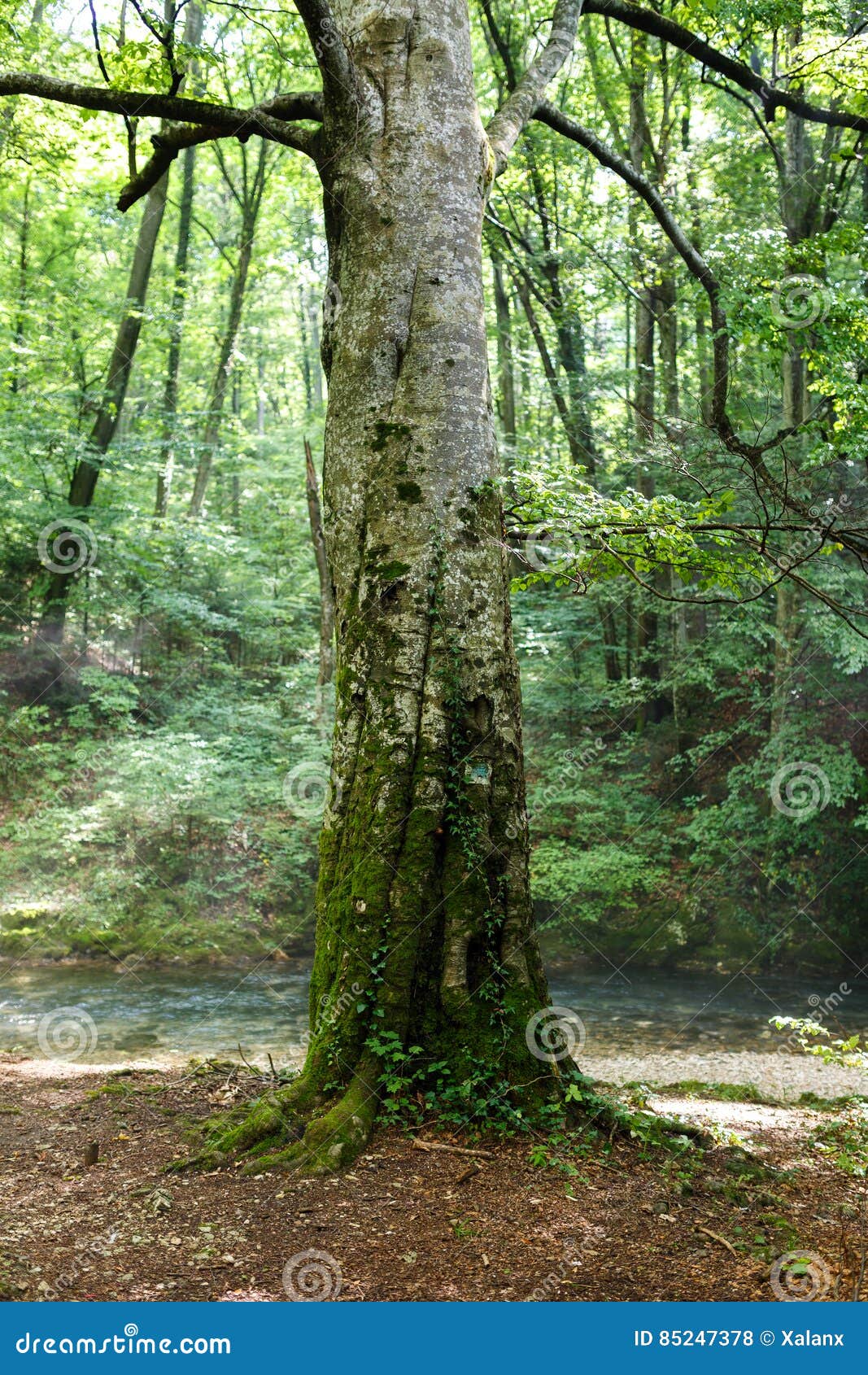 Large Beech Tree by the River Stock Photo - Image of beauty, bark: 85247378
