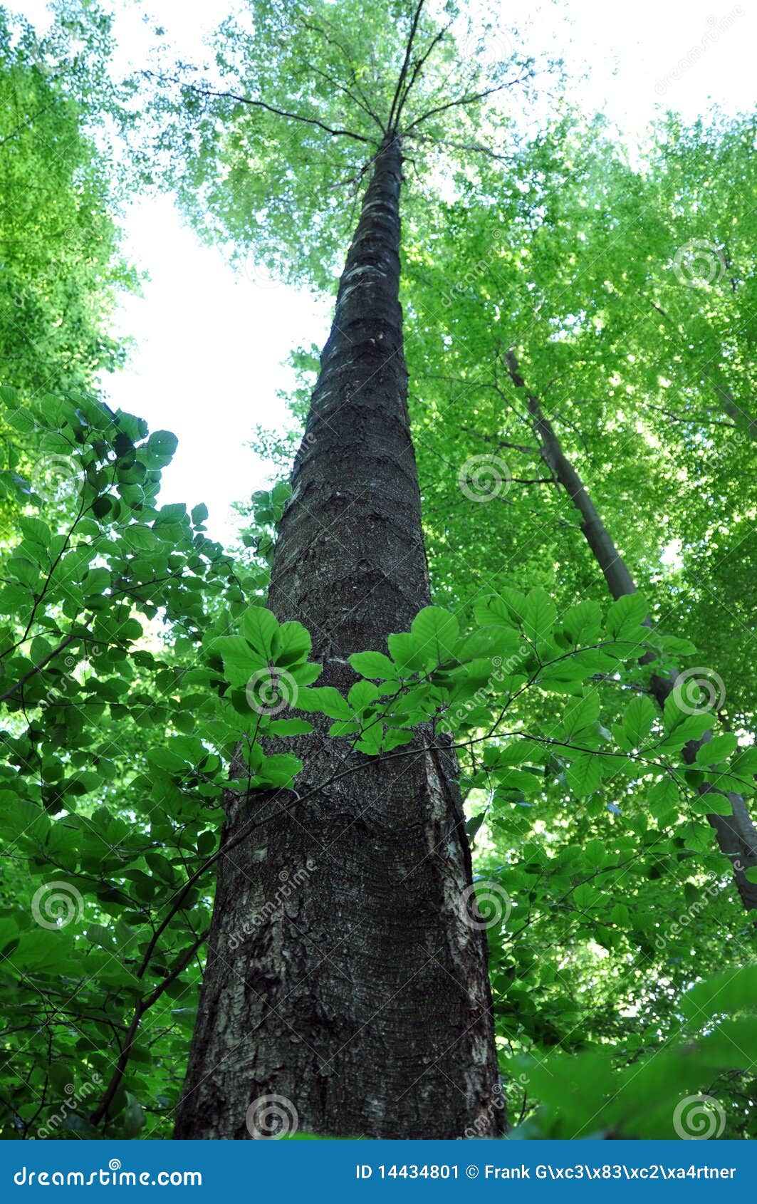 Large beech trees stock image. Image of woods, trees - 14434801