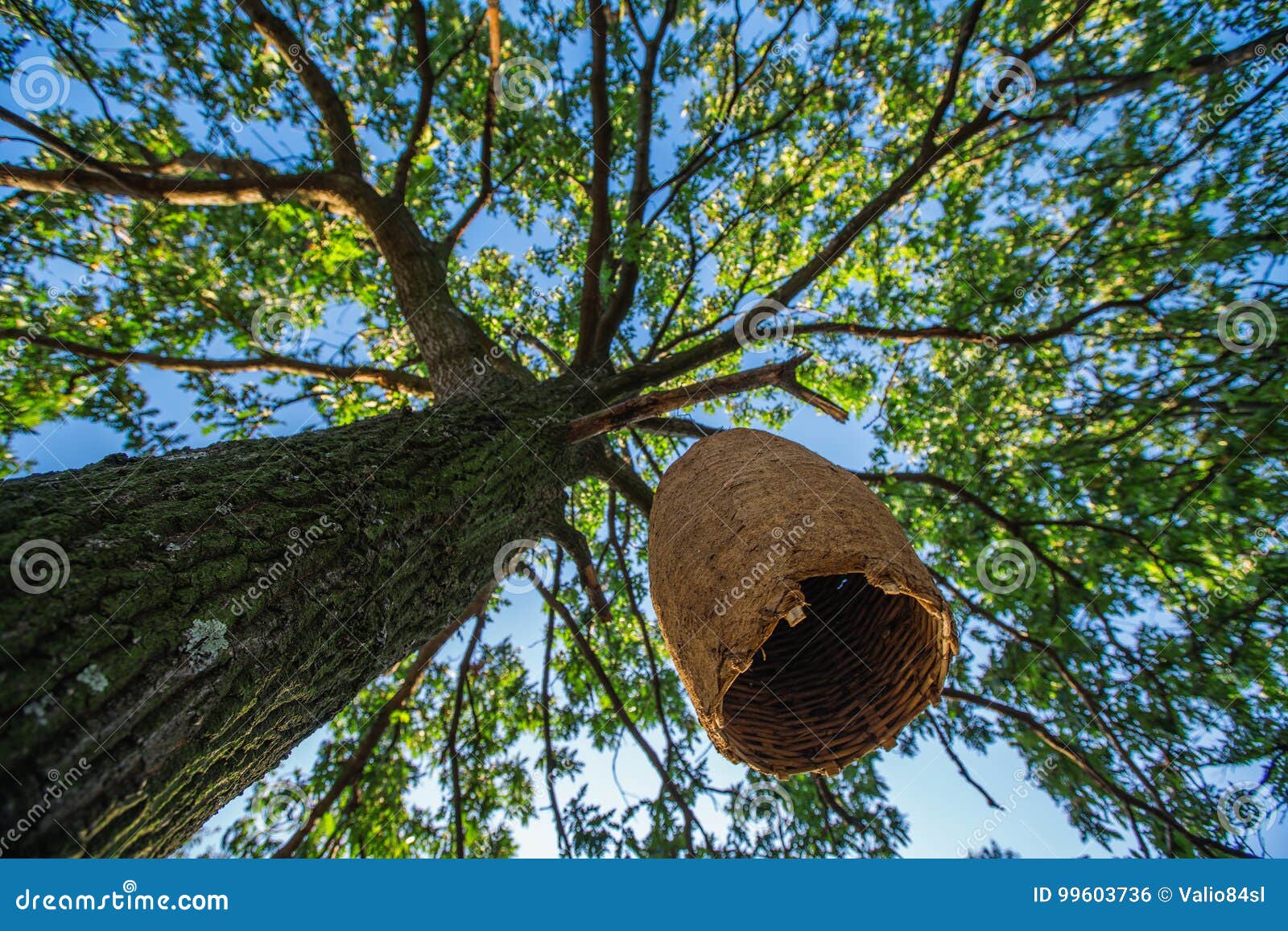 Large Beehive House on a Tree in the Forest Stock Photo - Image of food ... Large Beehive House on a Tree in the Forest Stock Photo - Image of food ...