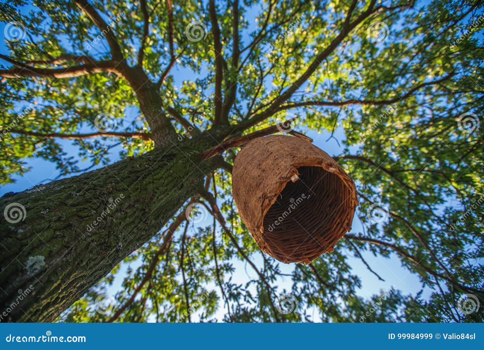 Large Beehive House on a Tree in the Forest Stock Image - Image of cell ... Large Beehive House on a Tree in the Forest Stock Image - Image of cell ...
