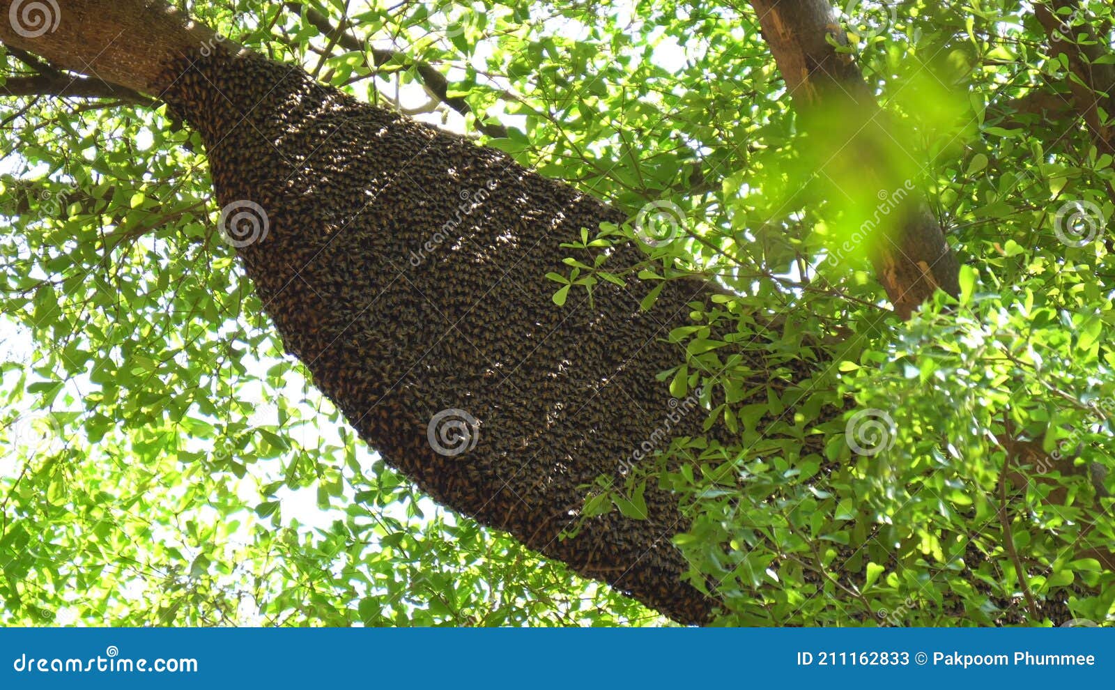 Large Beehive with Many Bees on the Tree Stock Video - Video of insect ...