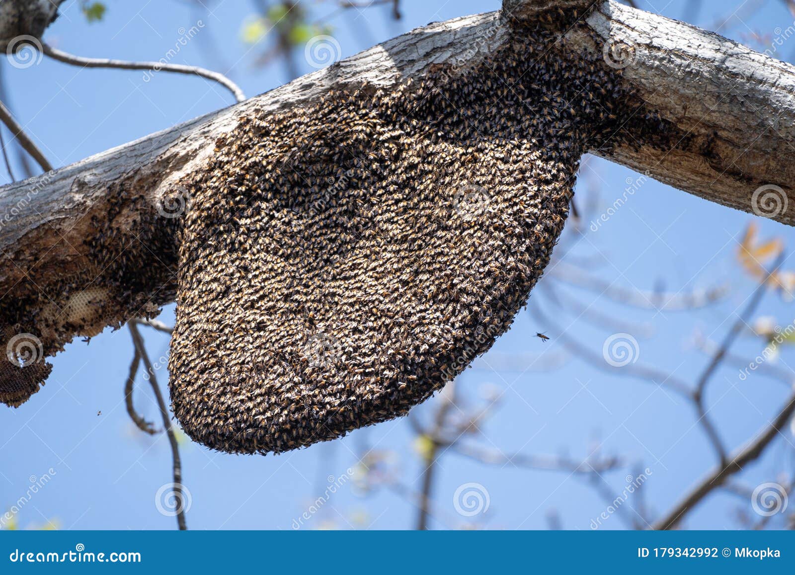 Large Beehive with Wasps on a Tree, Close Up View Stock Photo - Image ...