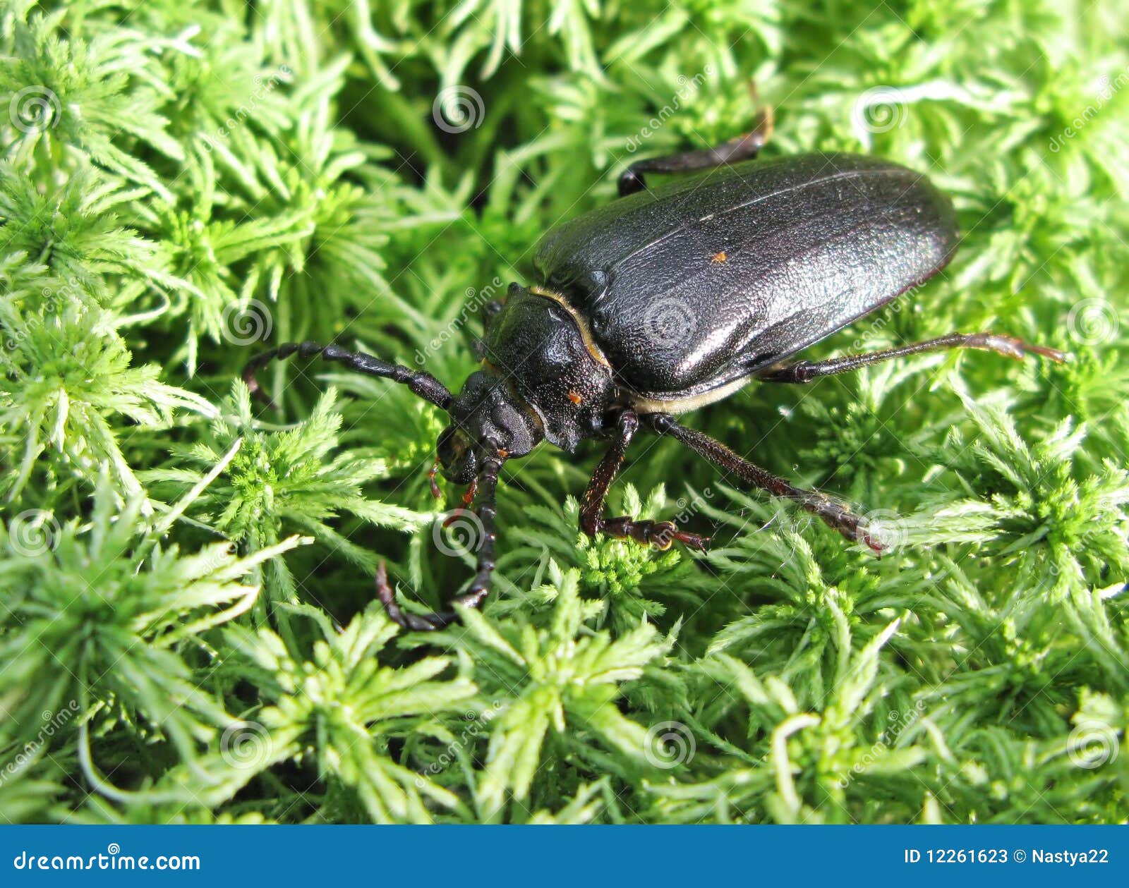 Large beetle in moss stock image. Image of abdomen, large - 12261623