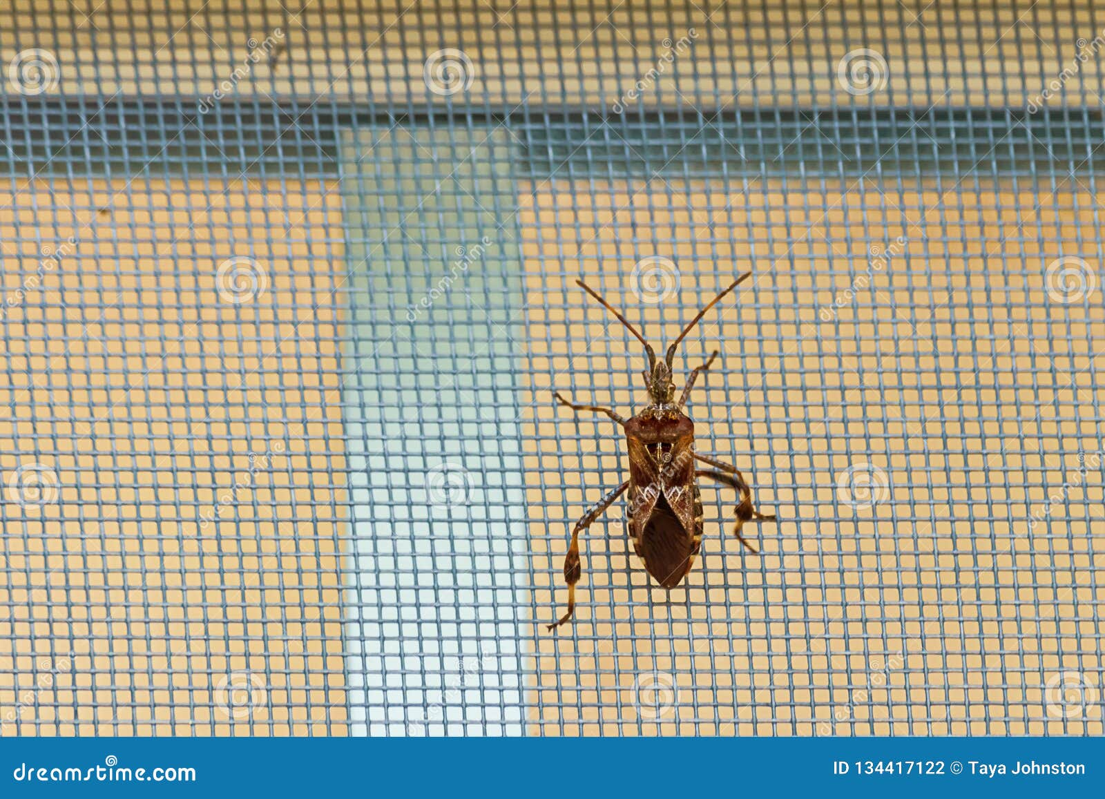 Large Beetle Type Bug on Window Screen 1 Stock Photo - Image of scuttle ...