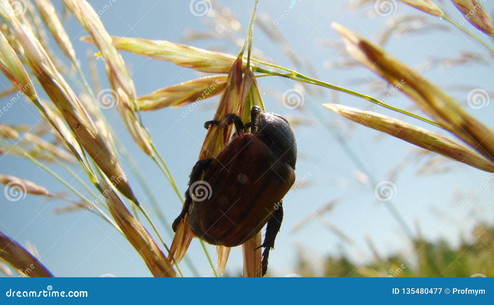 A Large Beetle Under Sun stock image. Image of insects - 135480477