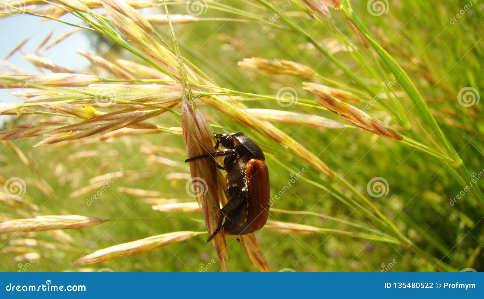 A Large Beetle in the Wild. Stock Photo - Image of spring, monsters ...