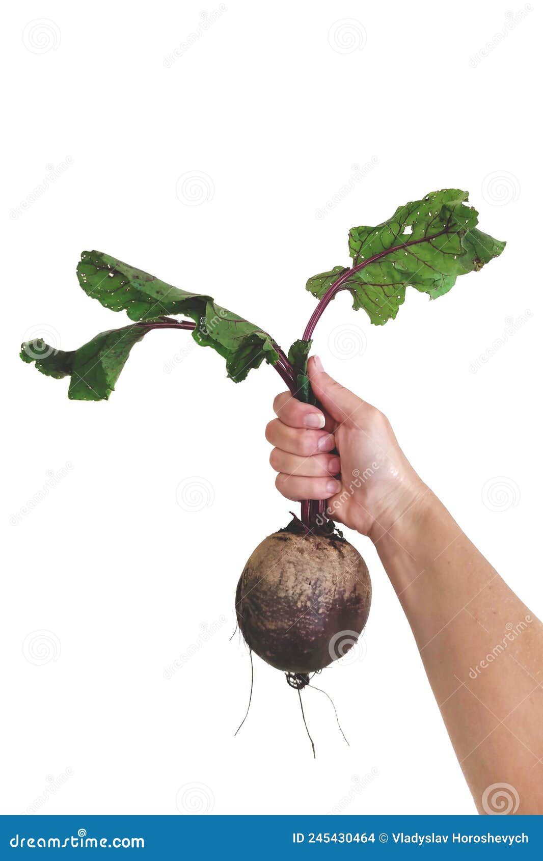 Large Beetroot in Hands on a White Background Stock Photo - Image of ...