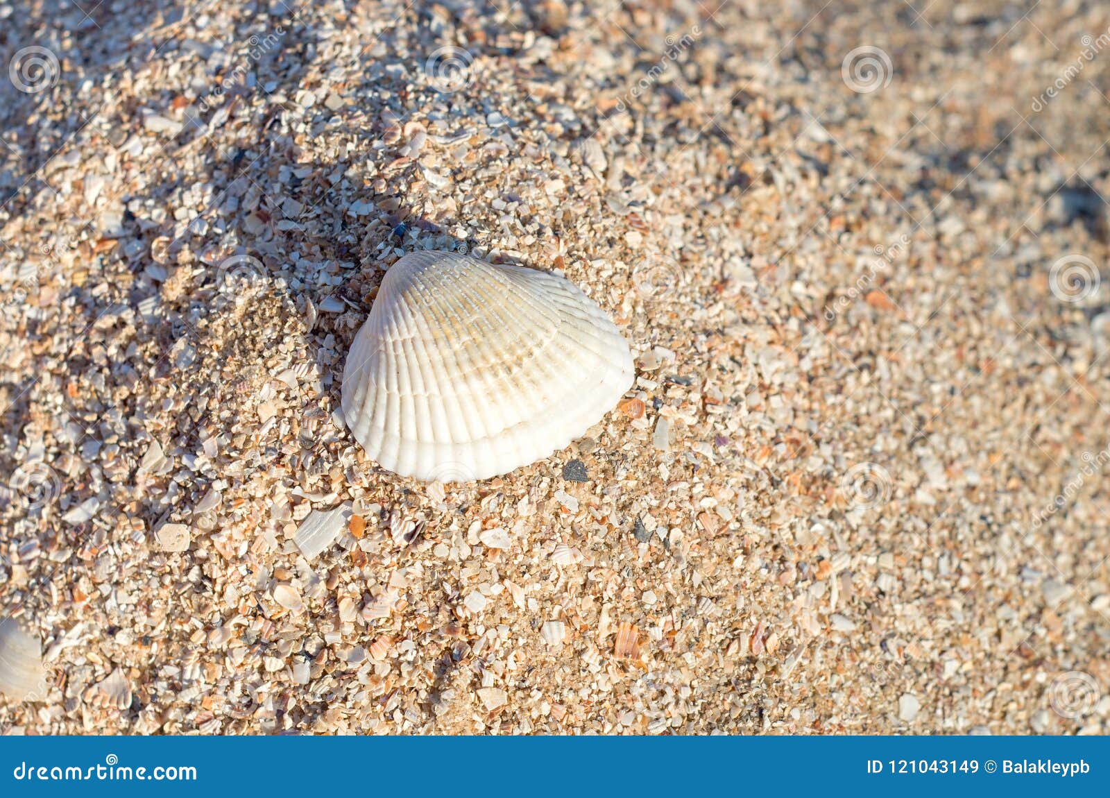 Large Beige Sea Shell in the Sand Stock Image - Image of cockleshell ...