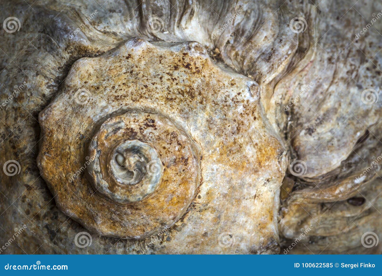 Large beige seashell stock image. Image of nature, beach - 100622585