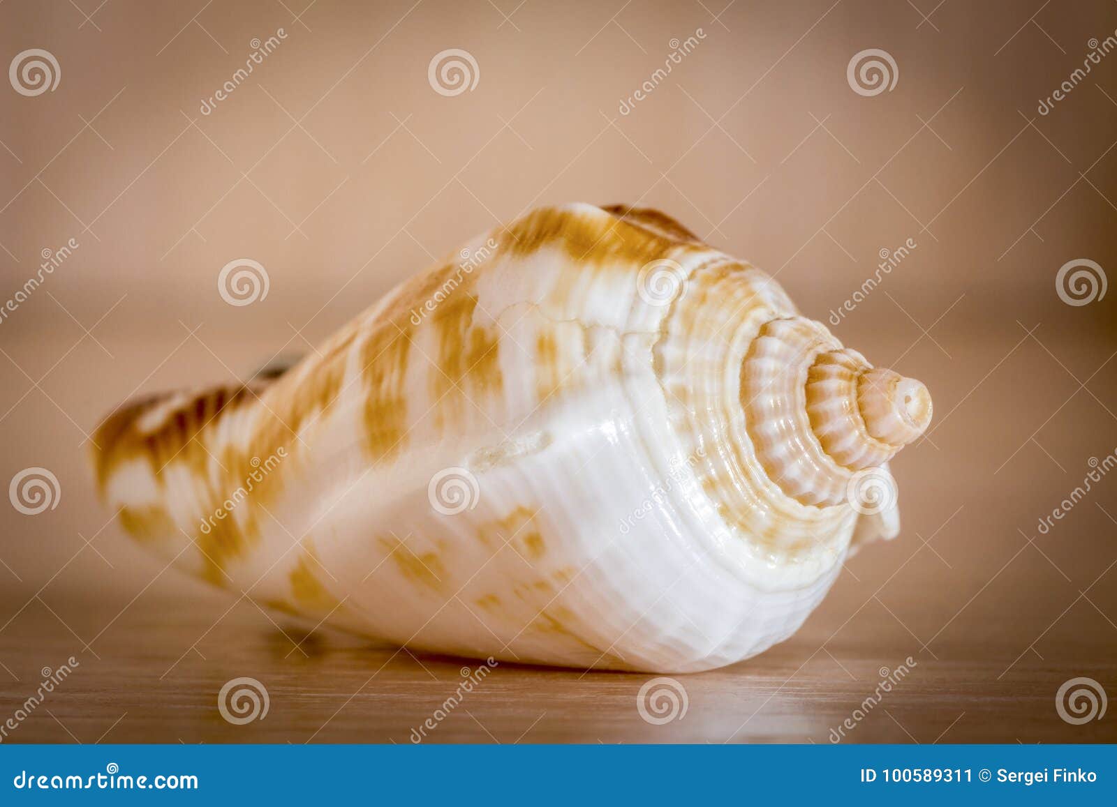 Large beige seashell stock image. Image of shell, collection - 100589311