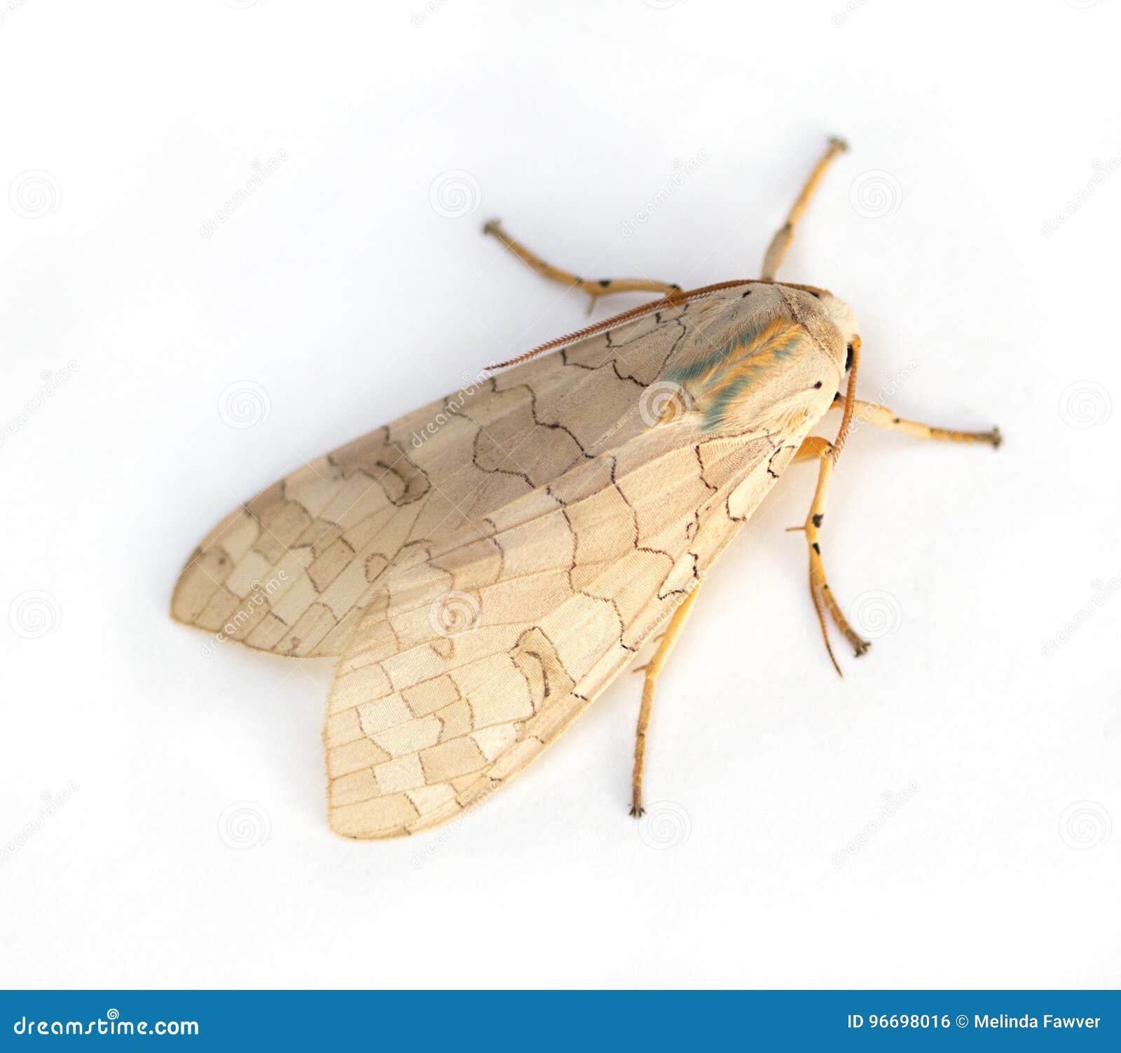 Large Beige Tussock Moth on a White Background Stock Photo - Image of ...