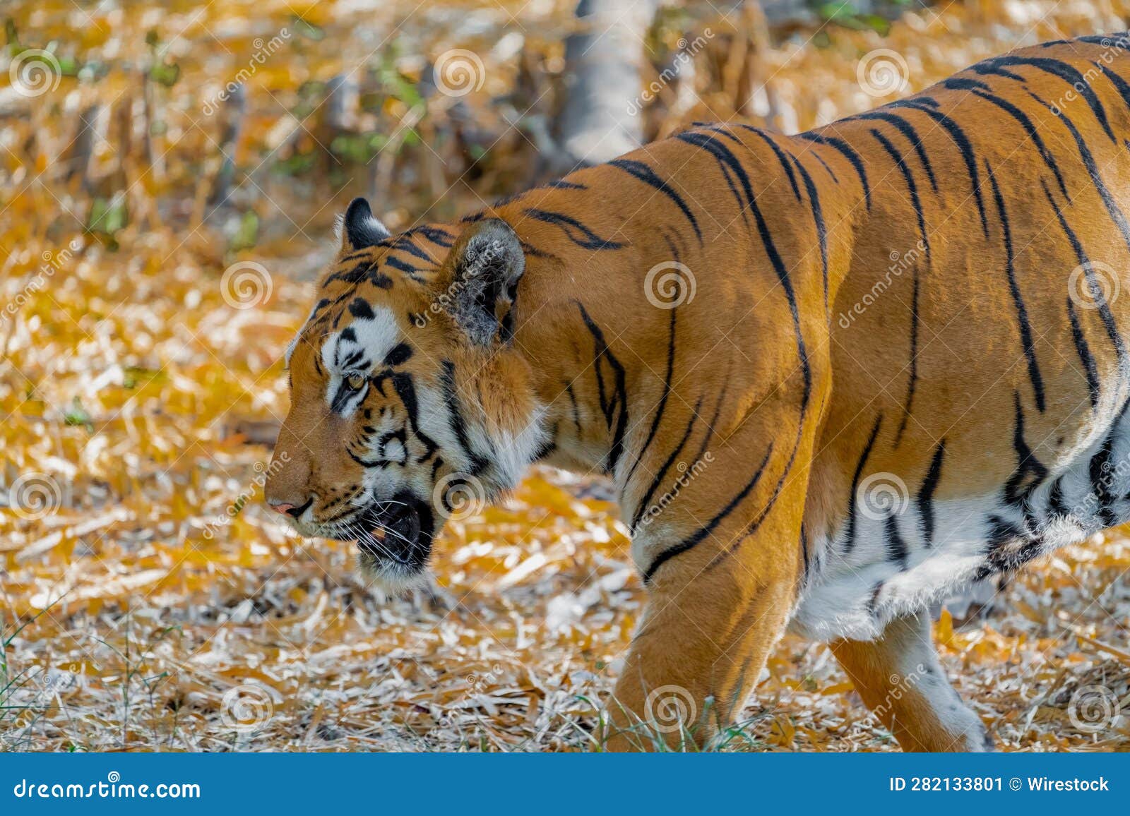Large Bengal Tiger Walking Across Some Grass and Rocks Stock Image ...