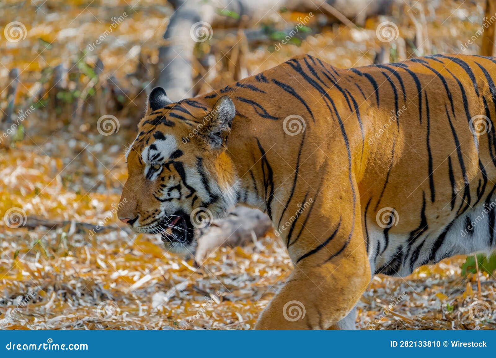 Large Bengal Tiger Walking Across Some Grass and Rocks Stock Photo ...