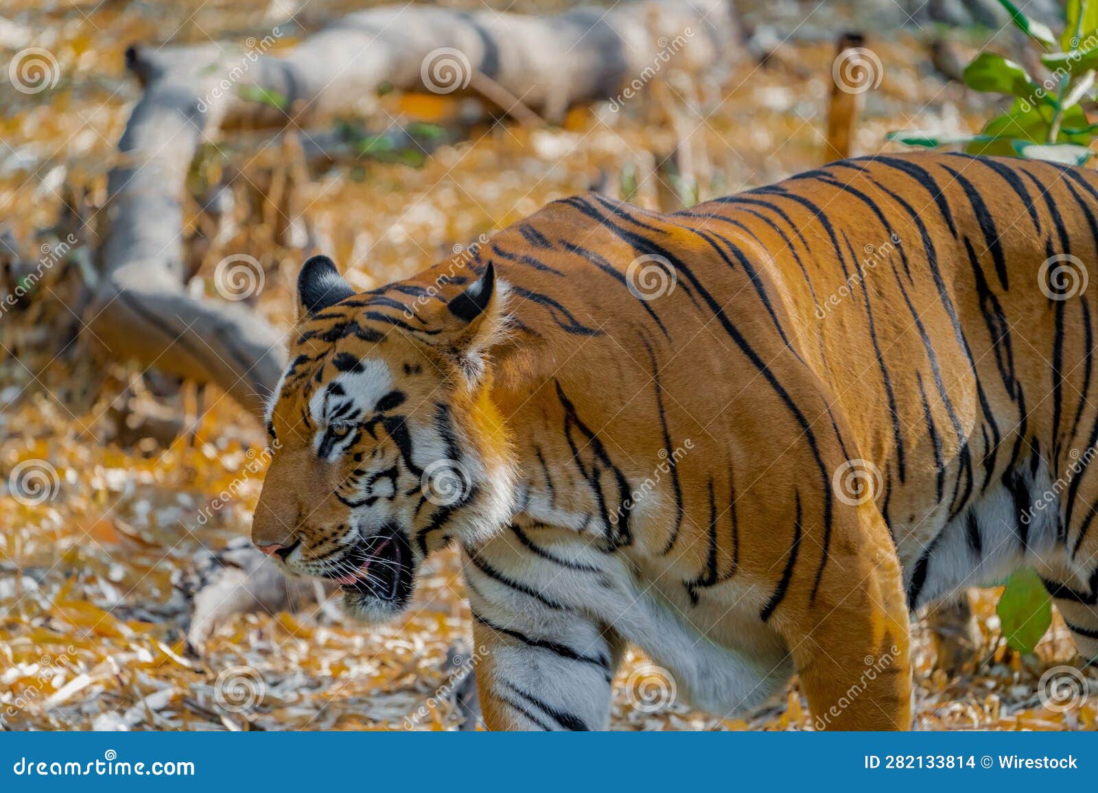 Large Bengal Tiger Walking Across Some Grass and Rocks Stock Photo ...