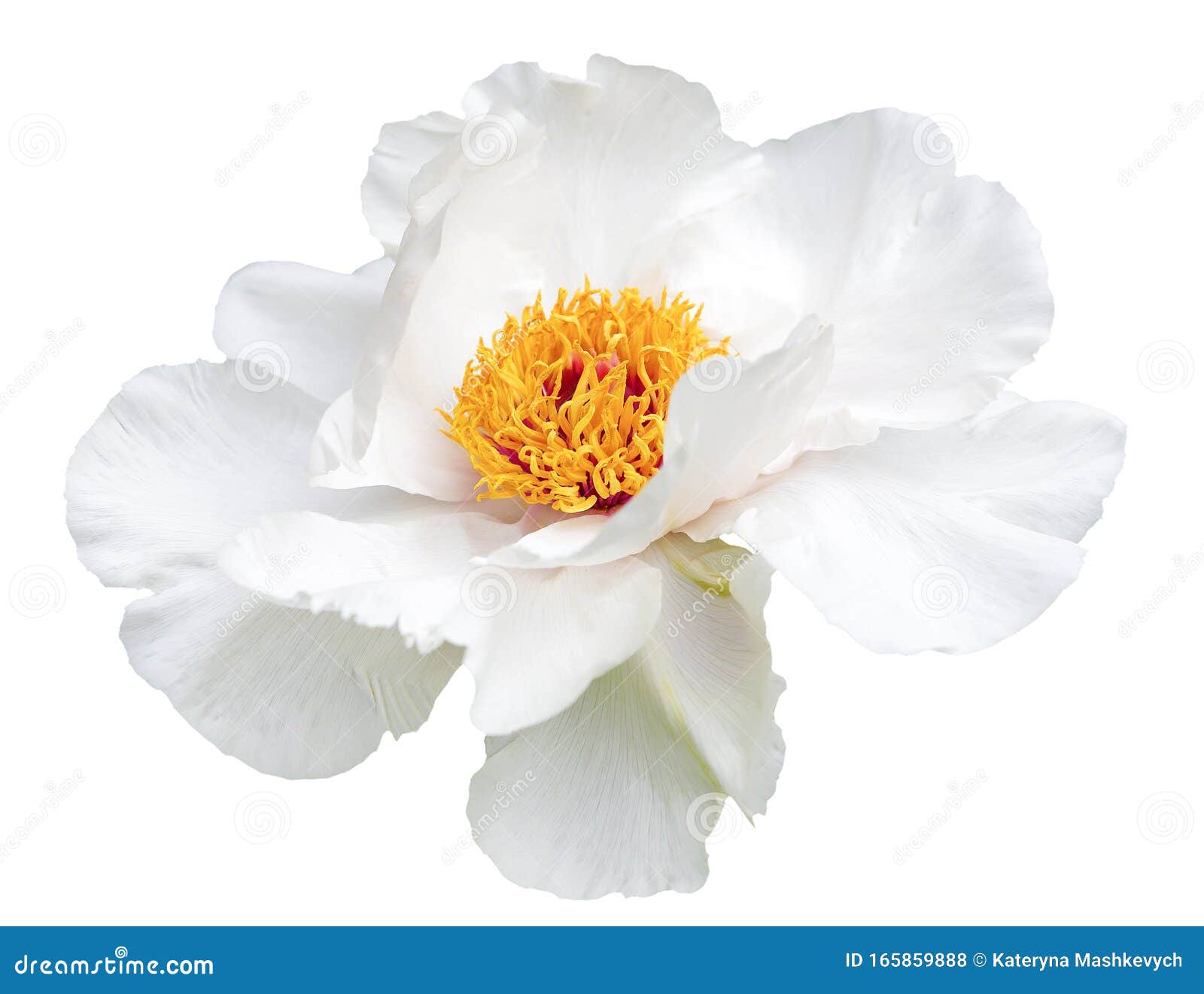 Large Big Beautiful Flower Head of White Tree Peony Isolated on White ...