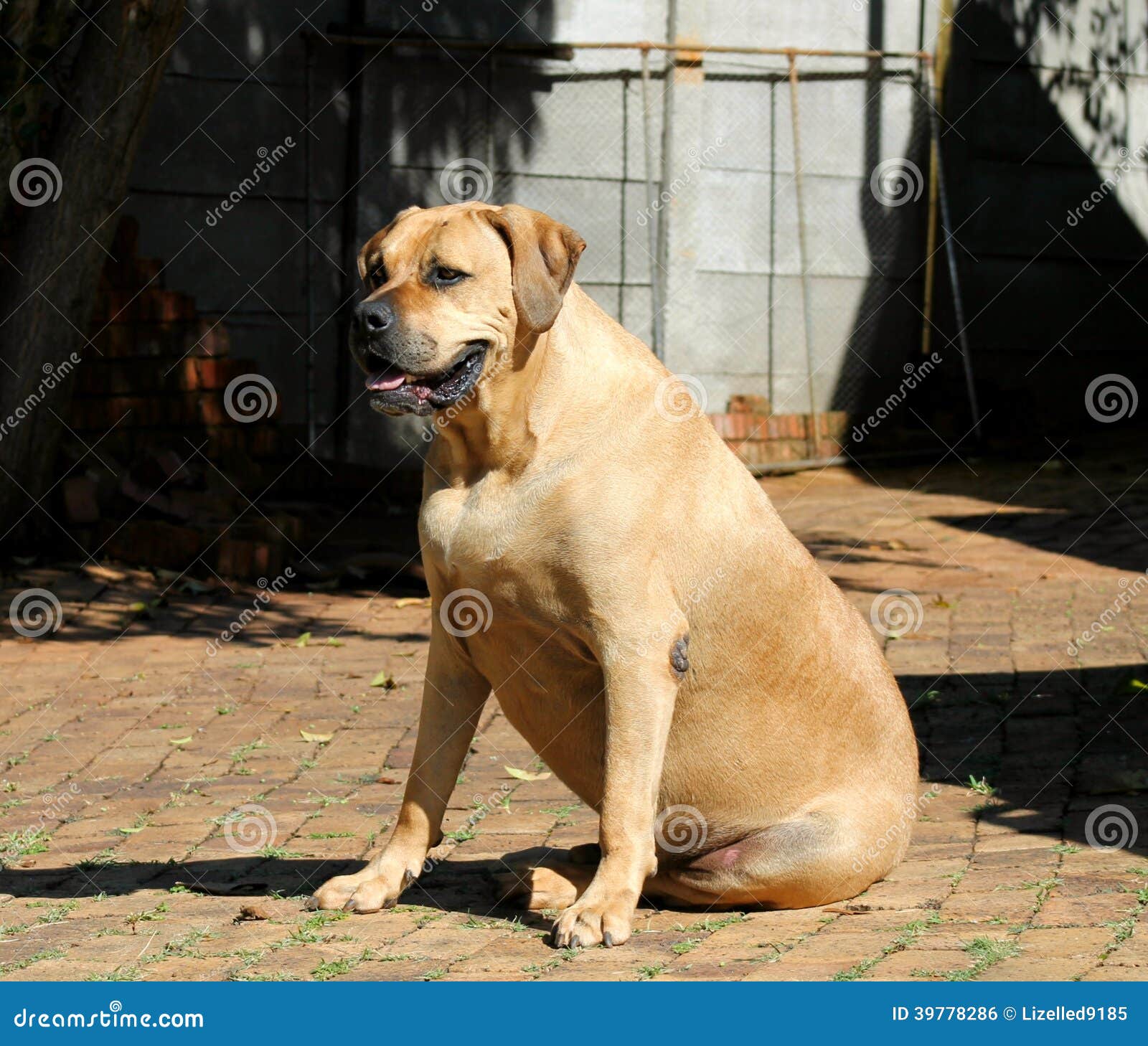 Large Big Mastiff Boerboel Dog Stock Photo - Image of african ...