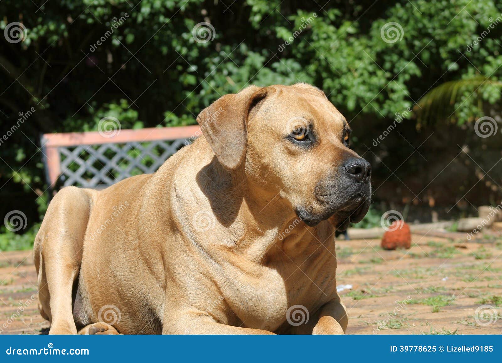 Large Big Mastiff Boerboel Dog Stock Image - Image of african, lying ...