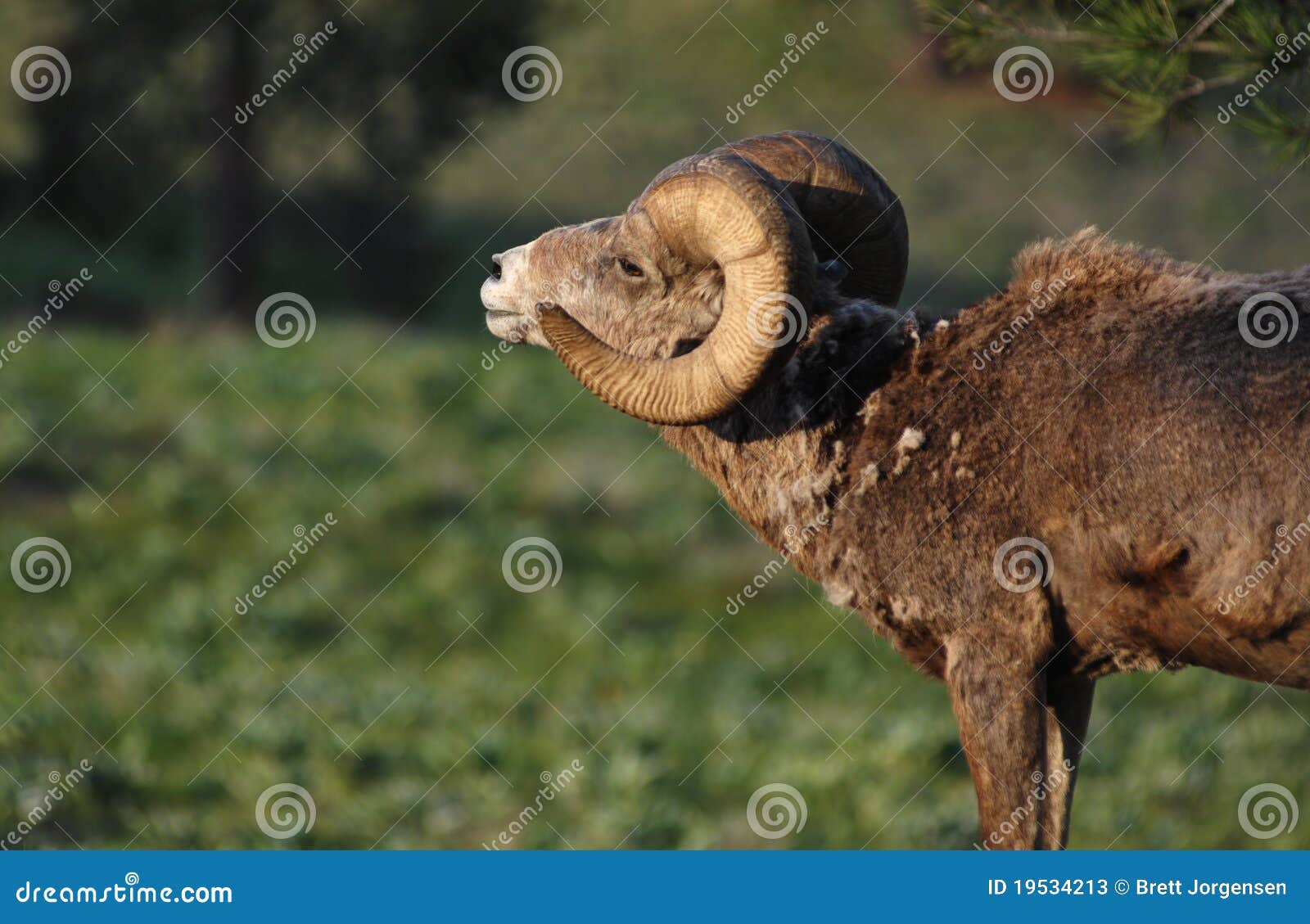 Large Bighorn Sheep Ram in Forest Stock Image - Image of goat, lamb ...