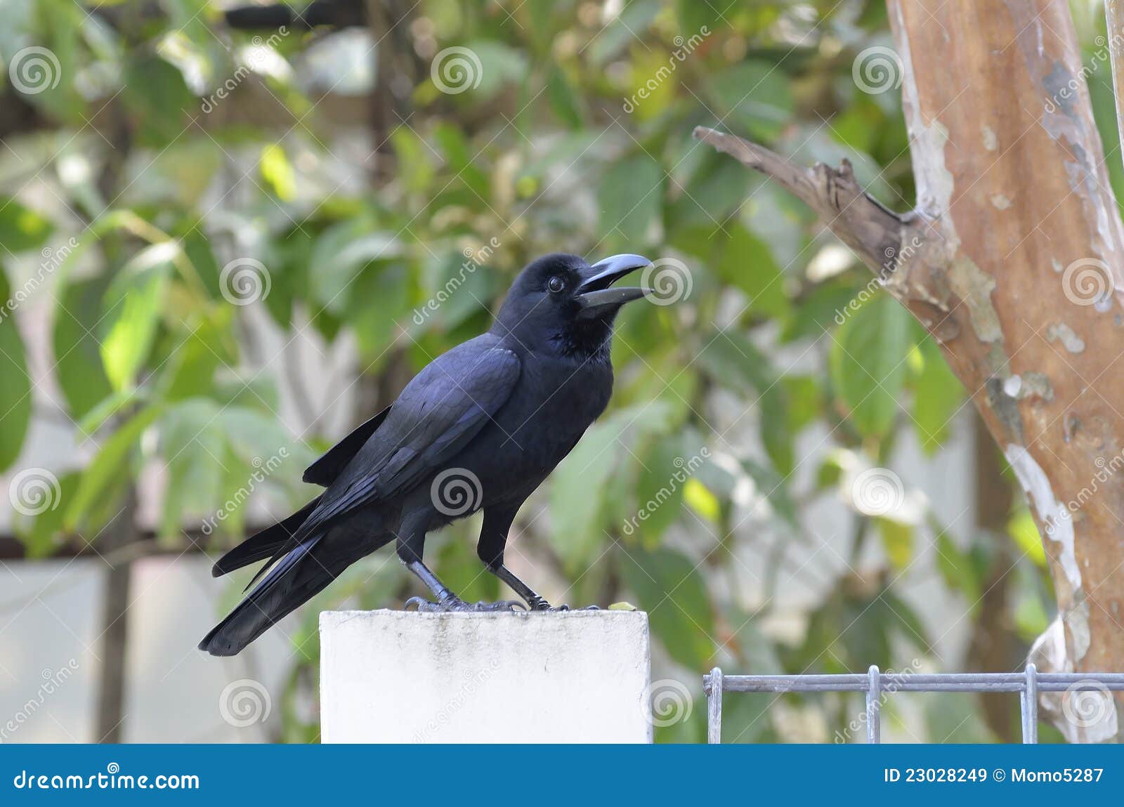 Large bill crow stock image. Image of looking, aves, post - 23028249