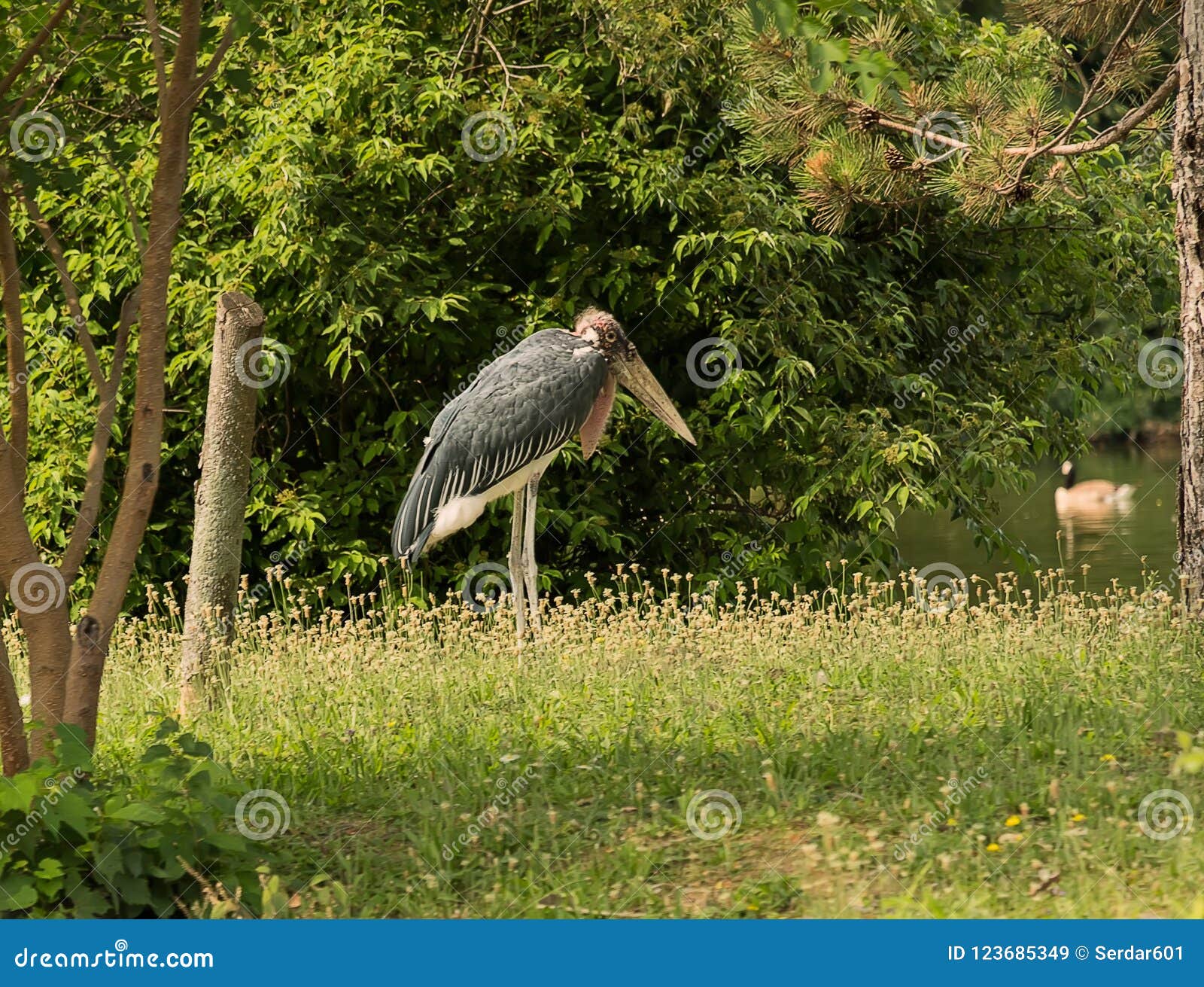 A large billed bird stock image. Image of feather, fowl - 123685349