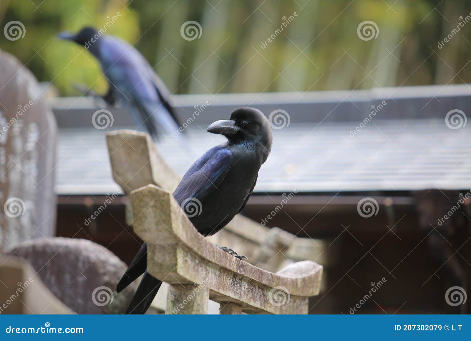 Large billed crow in japan stock image. Image of macrorhynchos - 207302079