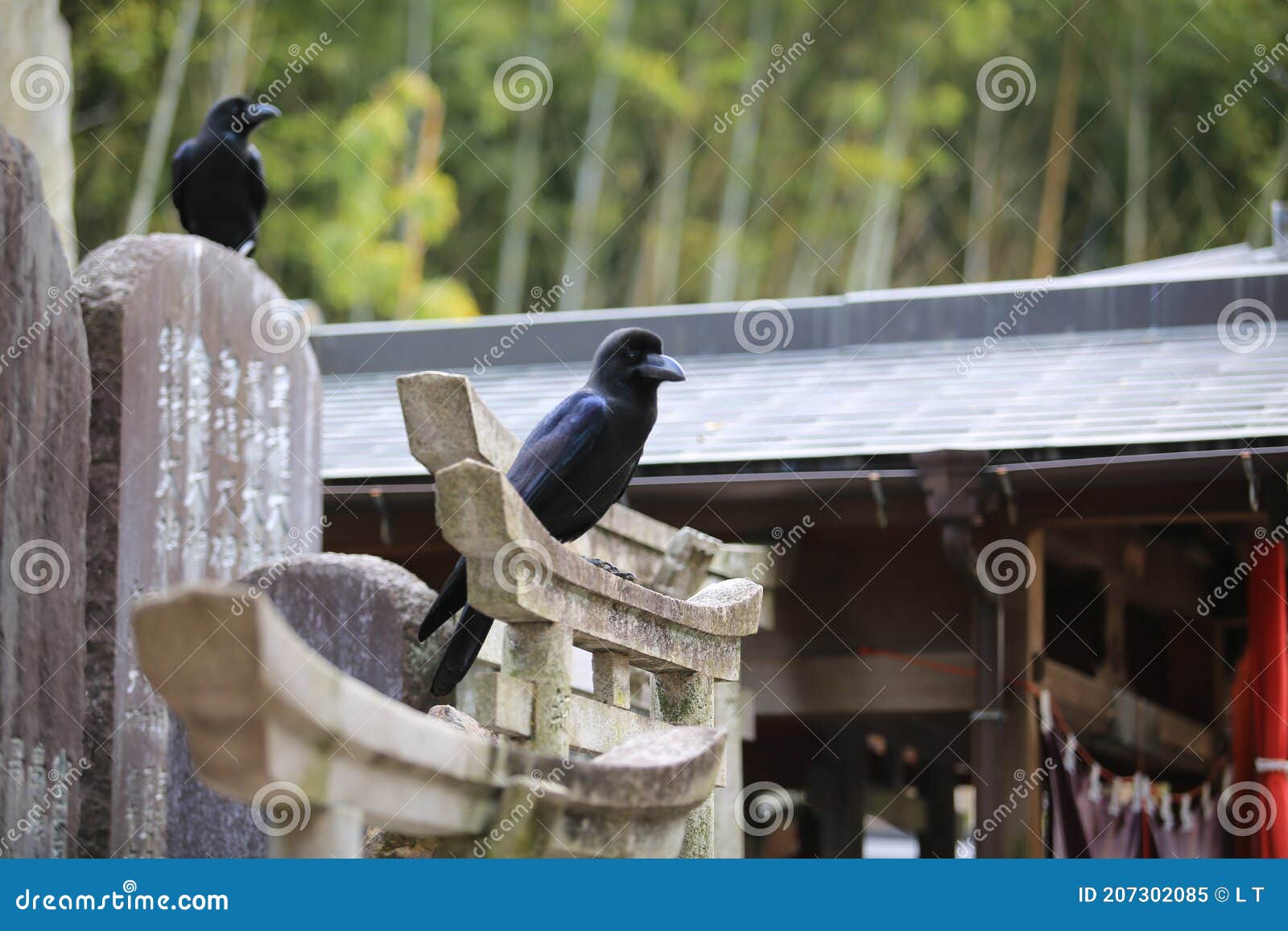 Large billed crow in japan stock image. Image of wild - 207302085