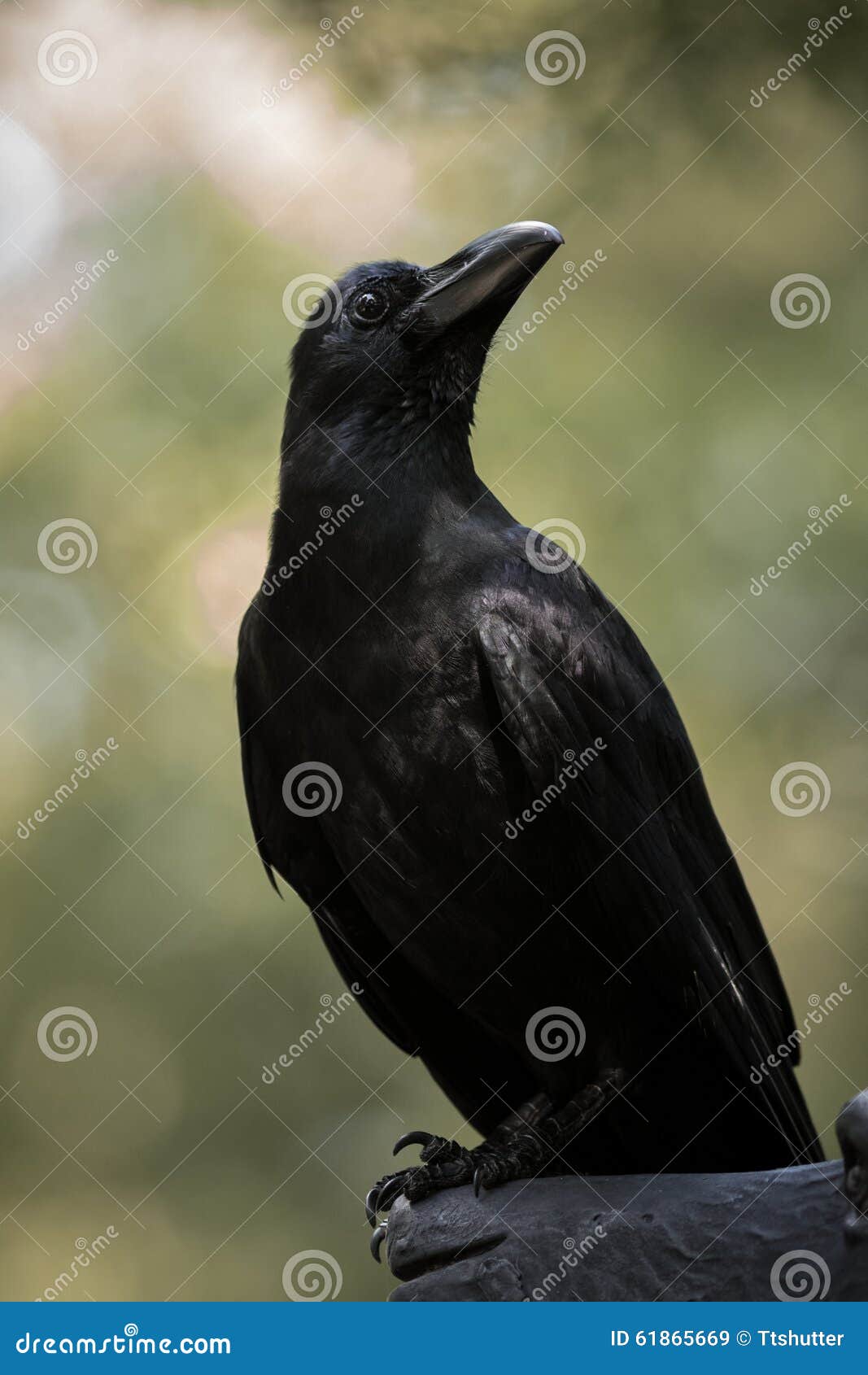Large-billed crow stock image. Image of bird, birdwatching - 61865669