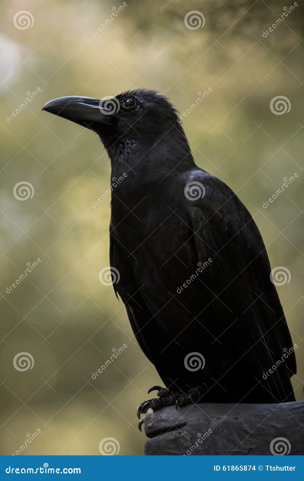 Large-billed crow stock photo. Image of green, large - 61865874