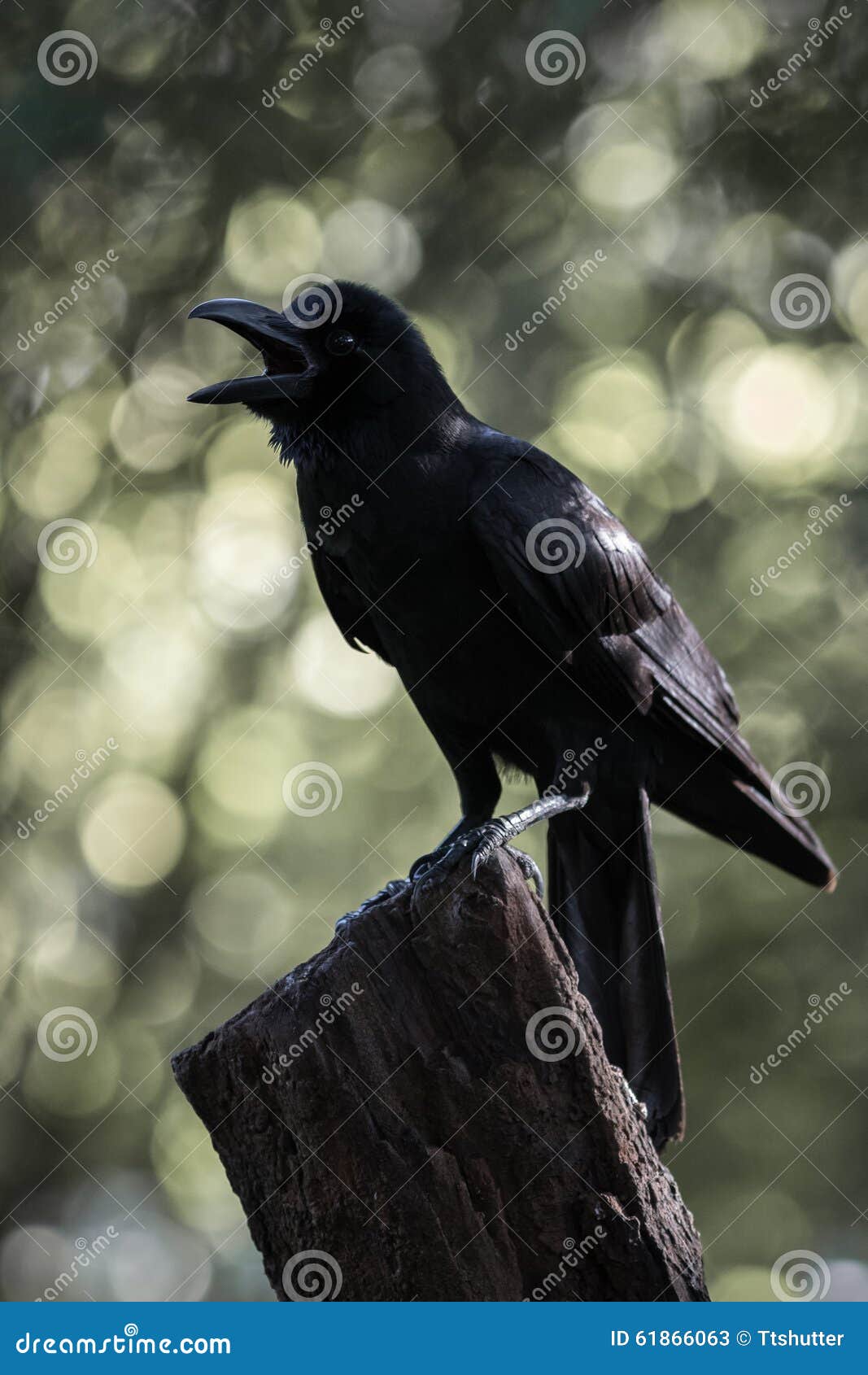 Large-billed crow stock image. Image of billed, greenery - 61866063