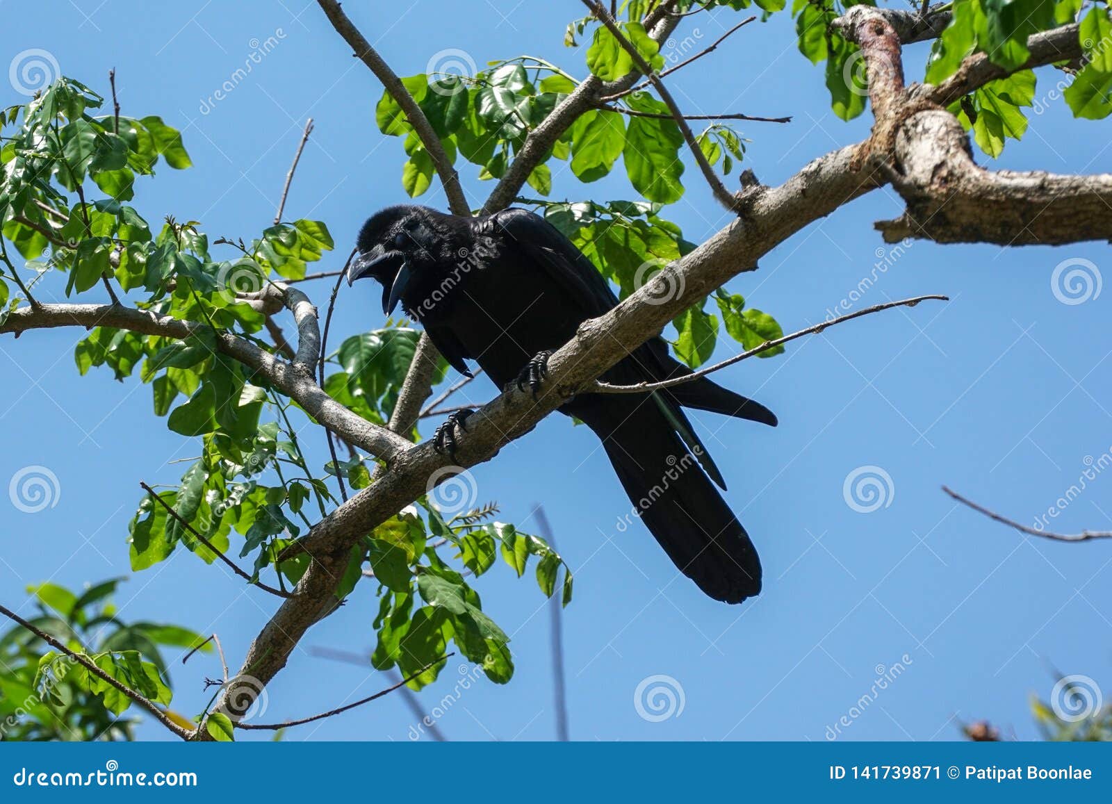 Large-billed Crow Making Loud Noises on a Tree Branch Stock Image ...