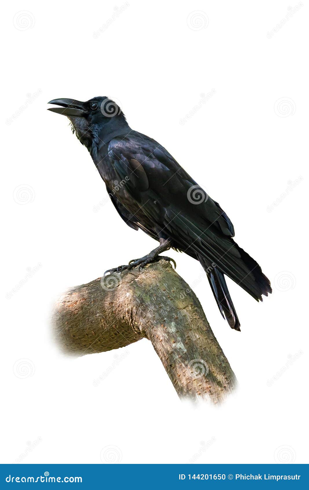 Large-billed Crow Perching on a Perch Isolated on White Background ...