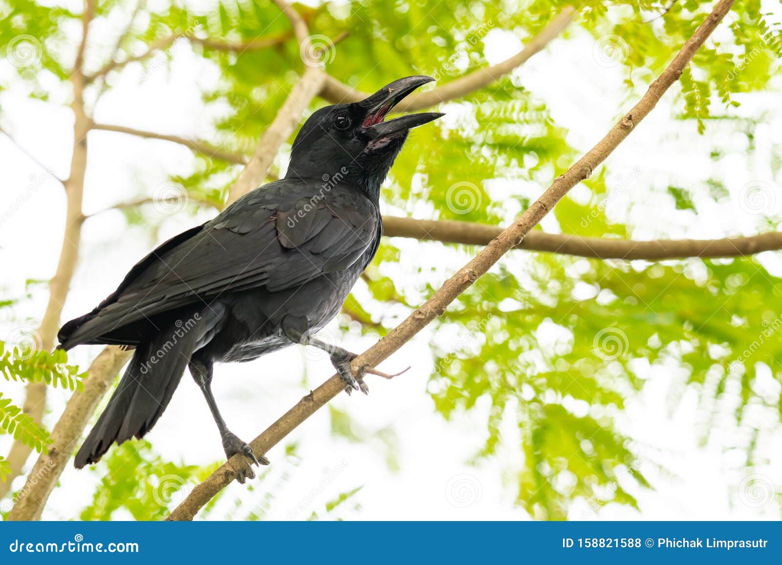 Large-billed Crow Perching on a Perch Looking into a Distance Stock ...