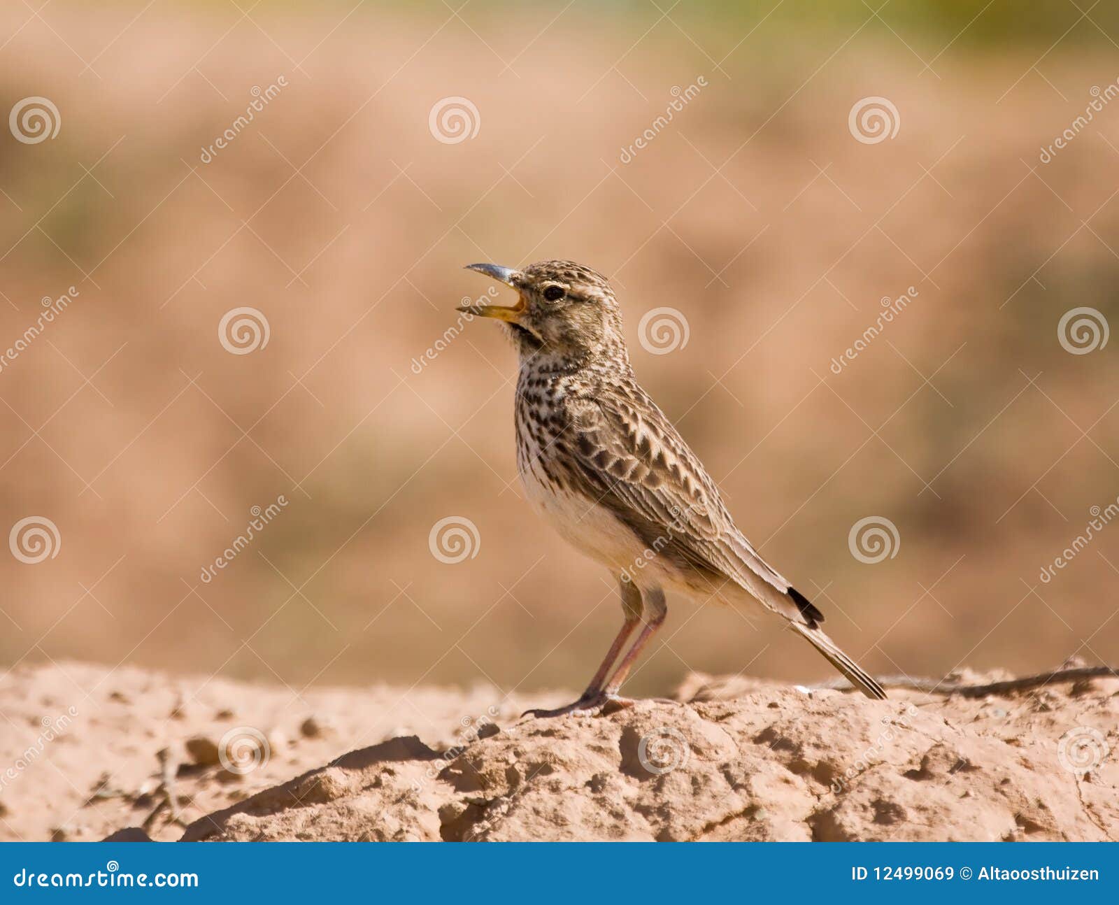 Large Billed Lark stock image. Image of desert, conservation - 12499069
