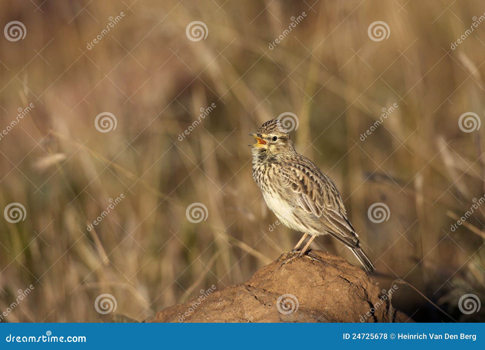 Large-billed Lark stock photo. Image of colour, wildlife - 24725678
