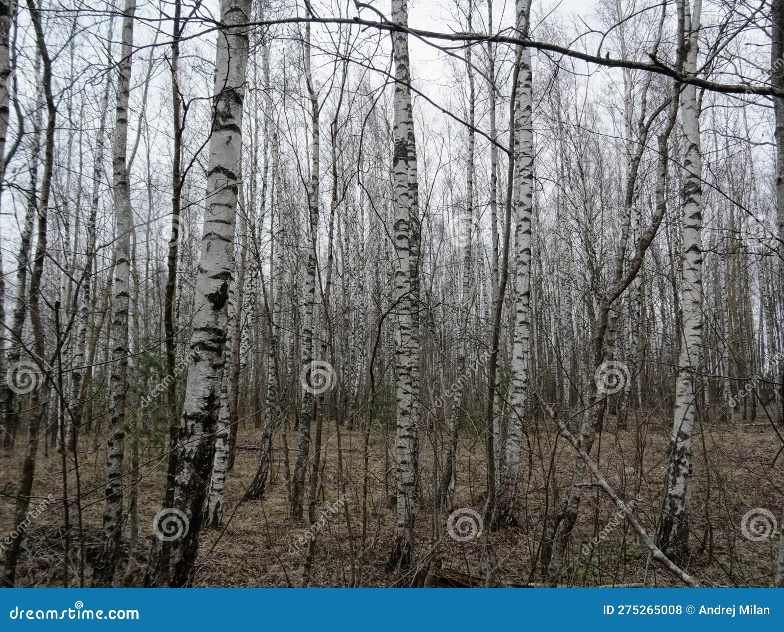 Large Birch Grove in the Wild Forest Stock Photo - Image of morning ...