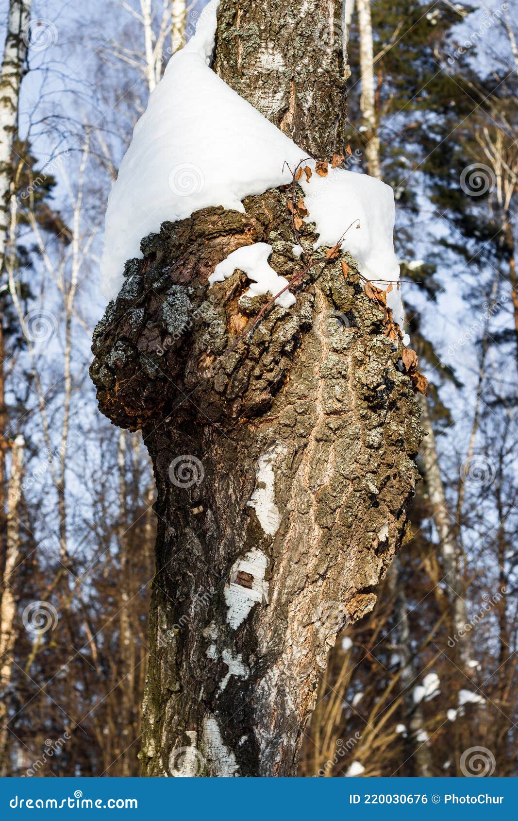 Large Birch Tree In The Forest With House In The Background Royalty ...