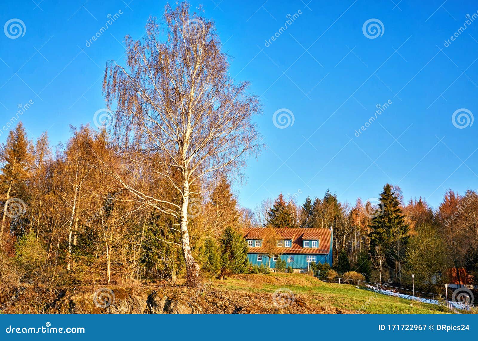 Large Birch Tree In The Forest With House In The Background Royalty ...