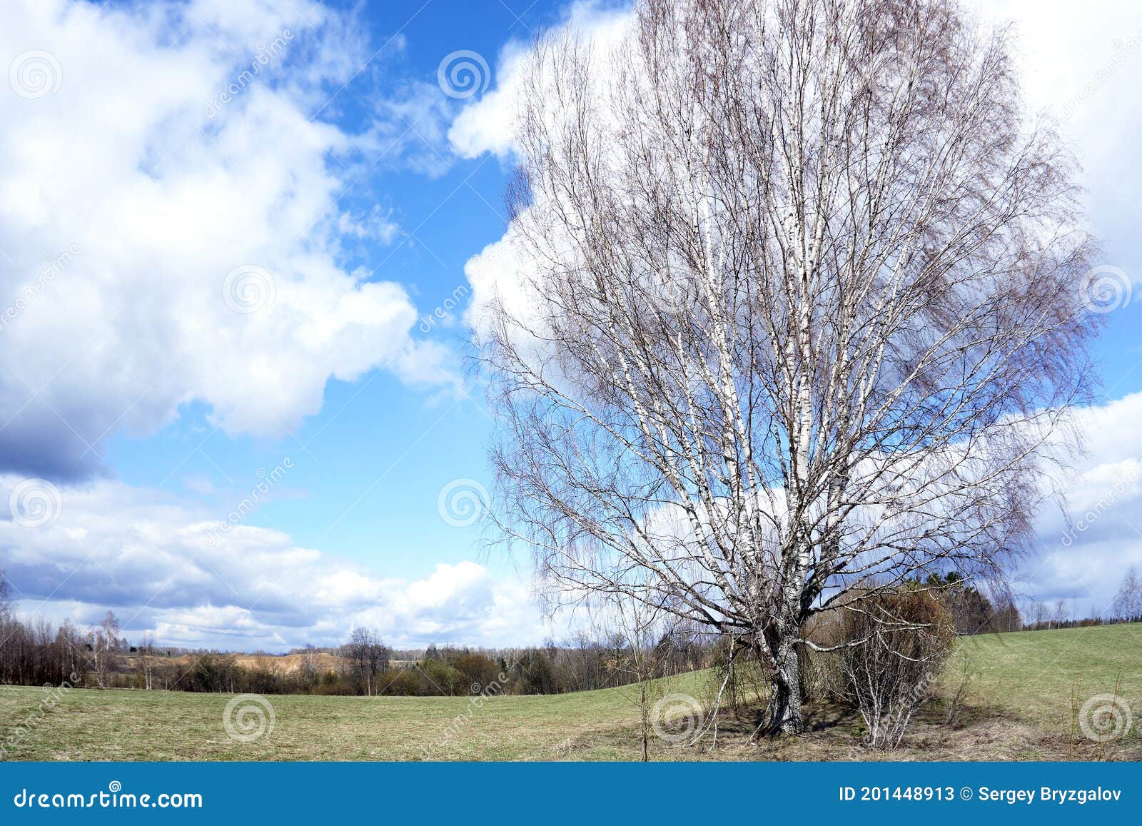 A Large Birch Tree Growing in the Field Stock Image - Image of grow ...