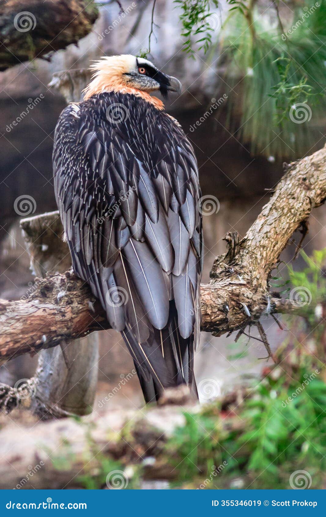 Large Bird Eagle Flies In Yellow Sunset Sky, Beautiful Big Bird With ...