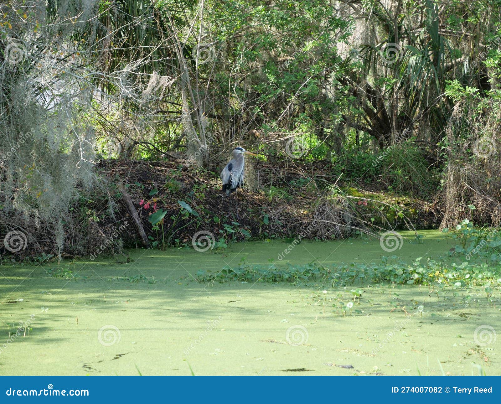A Large Bird on a Branch in a Swamp Stock Photo - Image of wilderness ...