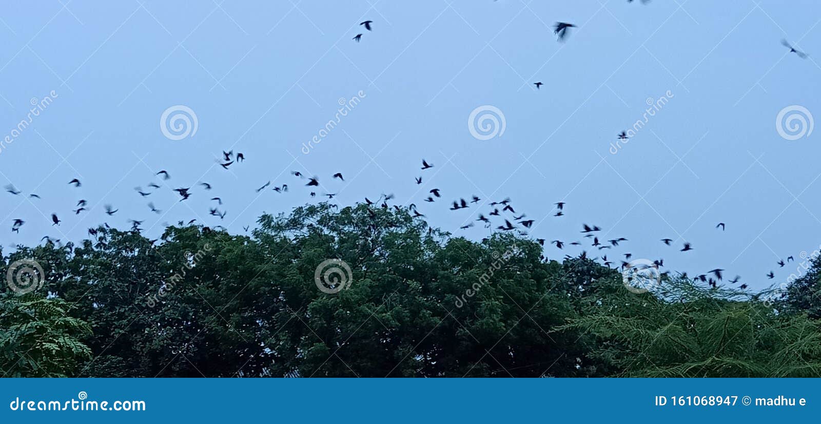 Large Bird Crow Flying Away from Tree Stock Image - Image of tree, bird ...
