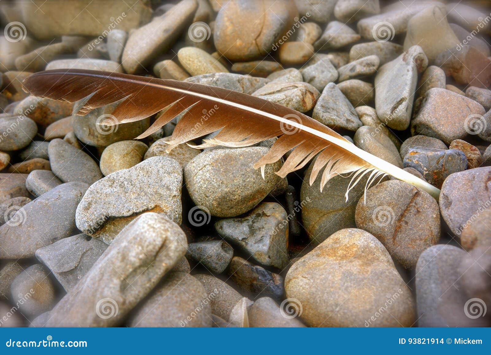 Bird Feather on Beach Pebbles Stock Photo - Image of beach, pebbles ...