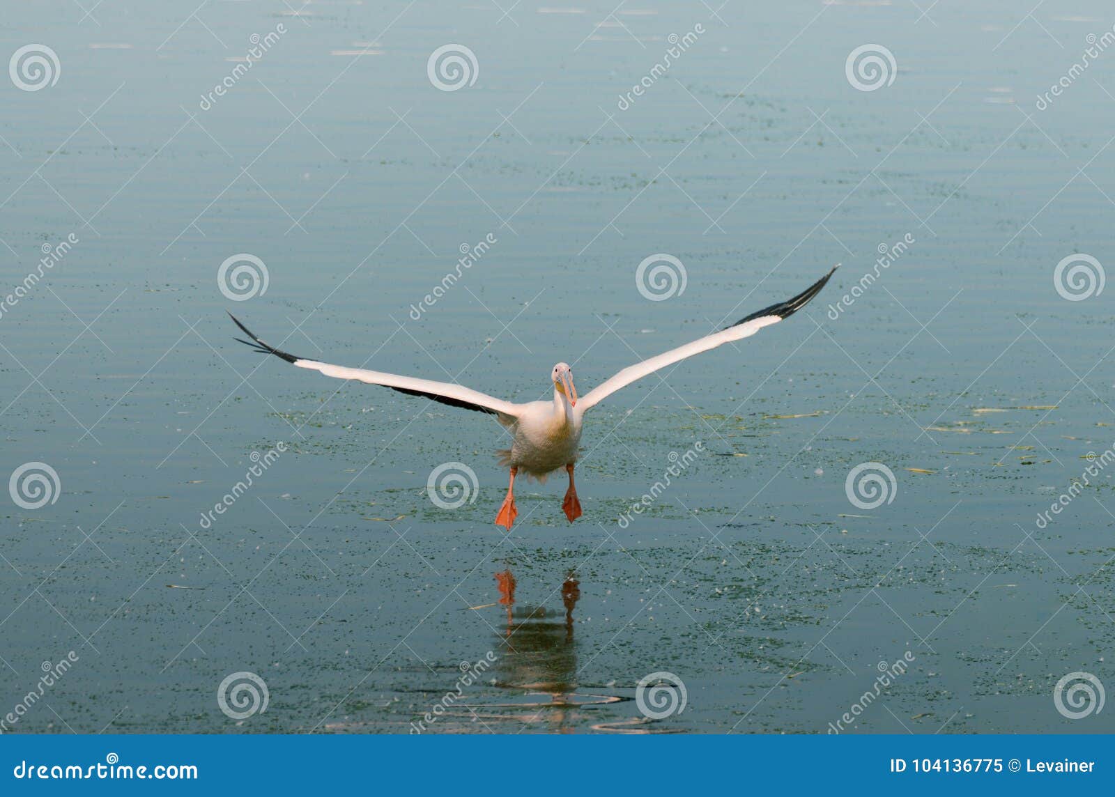 A Large Bird Flying Above the Water Stock Image - Image of flight ...