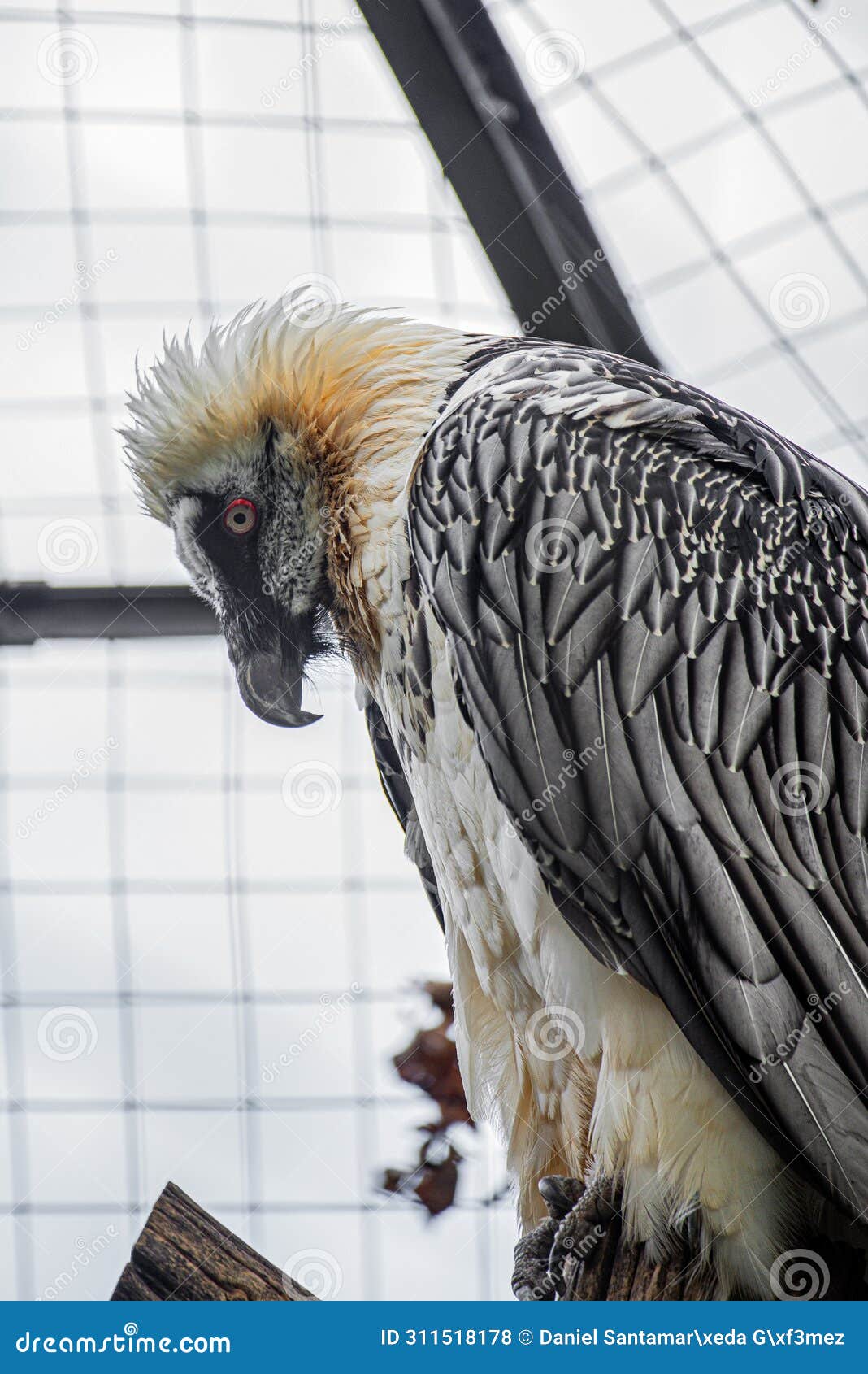 Big bird looking at camera stock photo. Image of beak - 311518178
