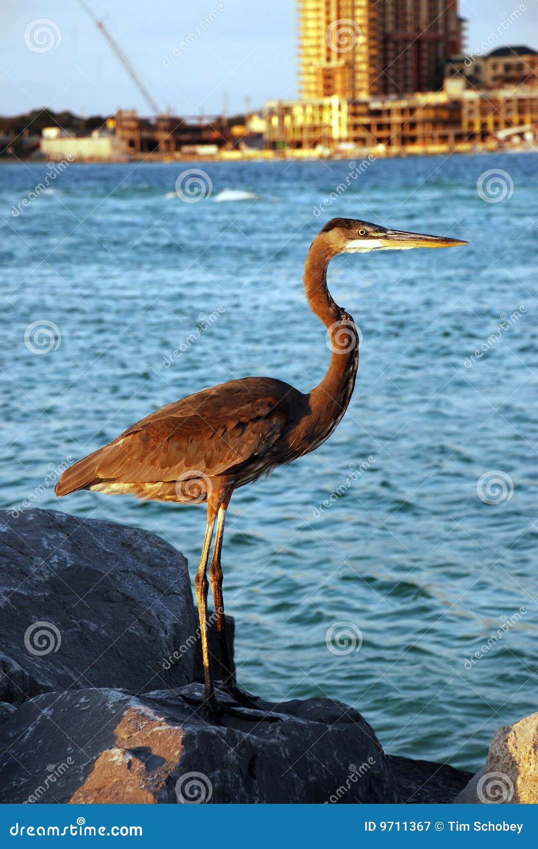 Large bird by ocean stock image. Image of ocean, rocky - 9711367