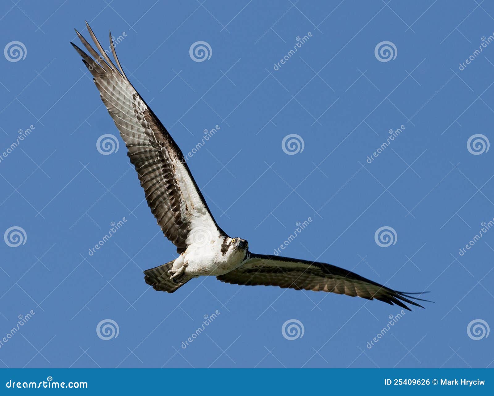Large Bird Osprey Flying stock photo. Image of wildlife - 25409626