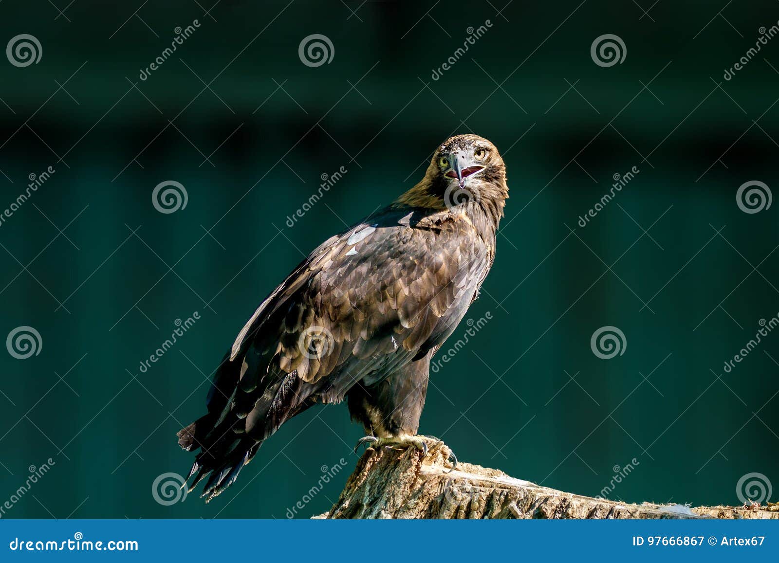 Large bird of prey stock image. Image of large, hunter - 97666867