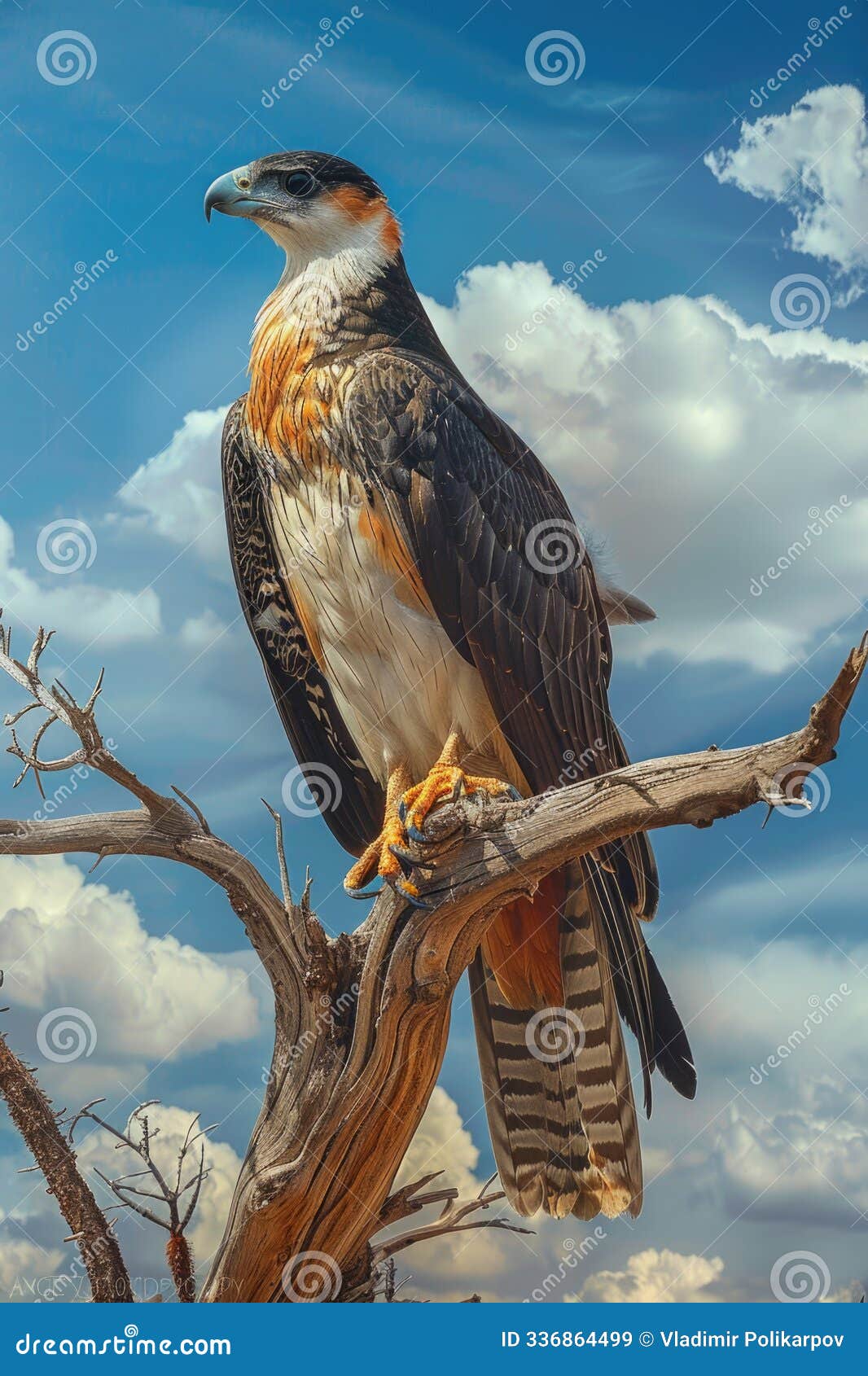 A Large Bird Sitting on a Tree Branch Stock Image - Image of branch ...