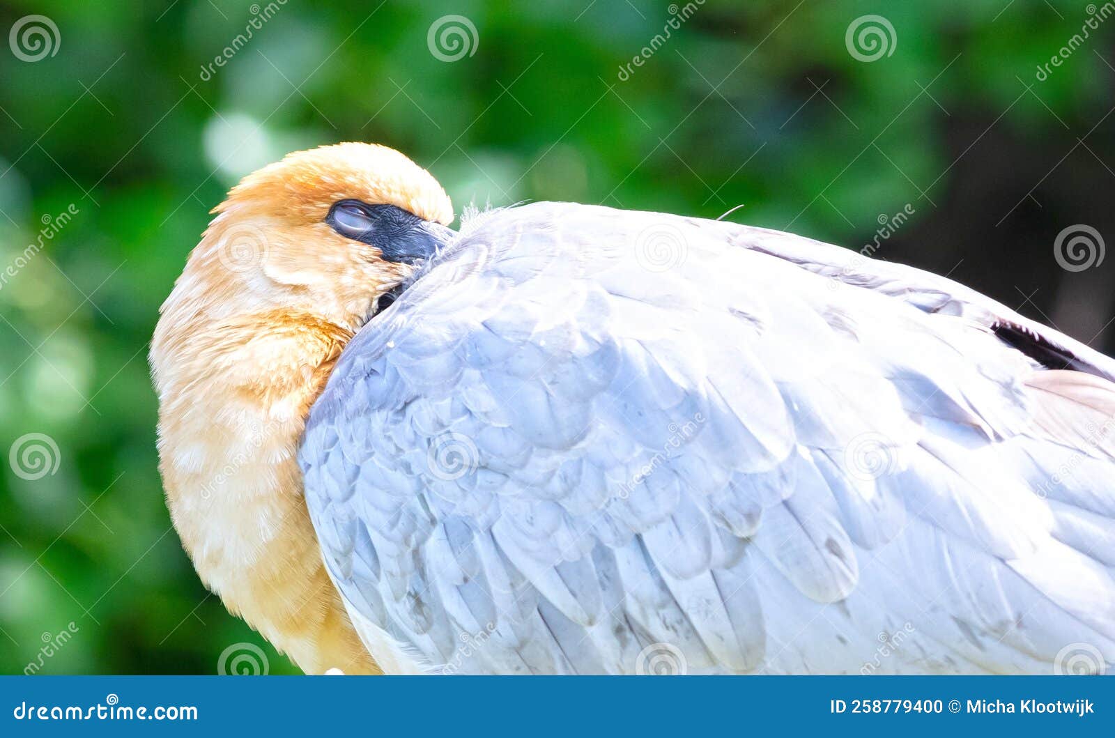 Large Bird Sleeping in a Tree Stock Photo - Image of sleeping, tree ...