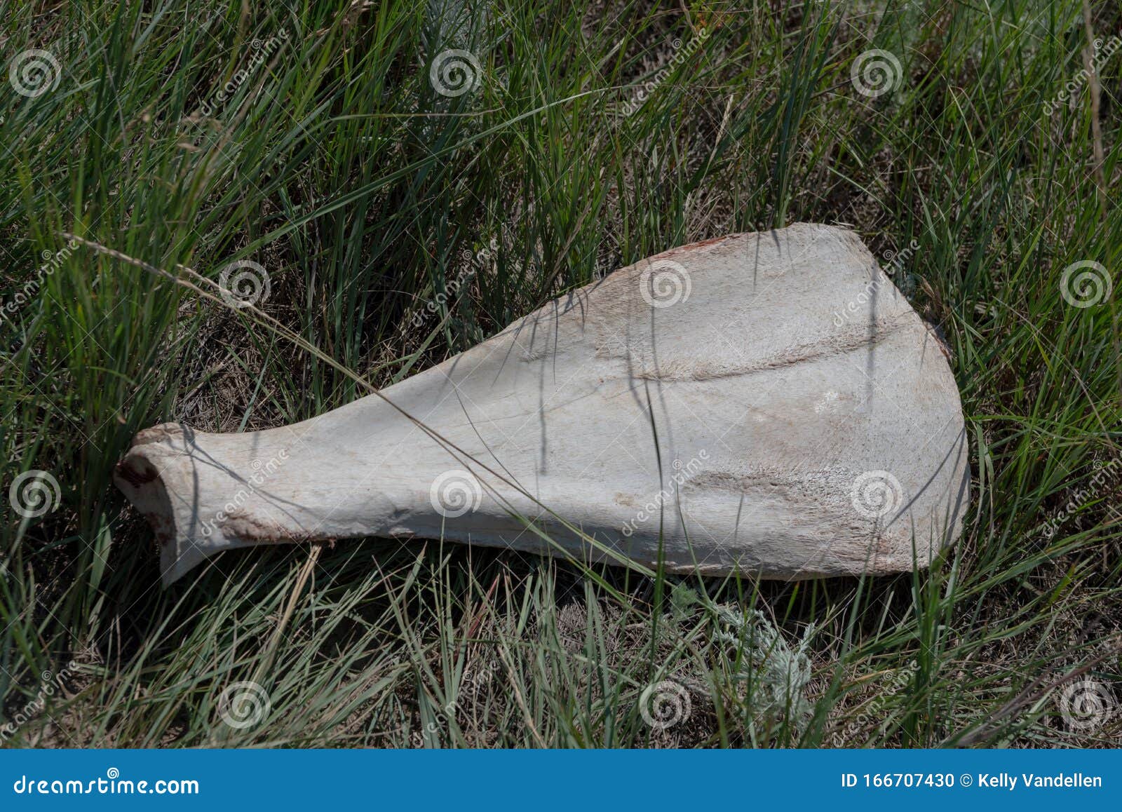 Large Bison Bone in Field stock photo. Image of meat - 166707430